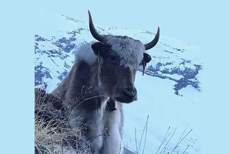 हिमपातले मर्न थाले चौँरी गाई, किसानलाई करोडौँ घाटा | SouryaOnline