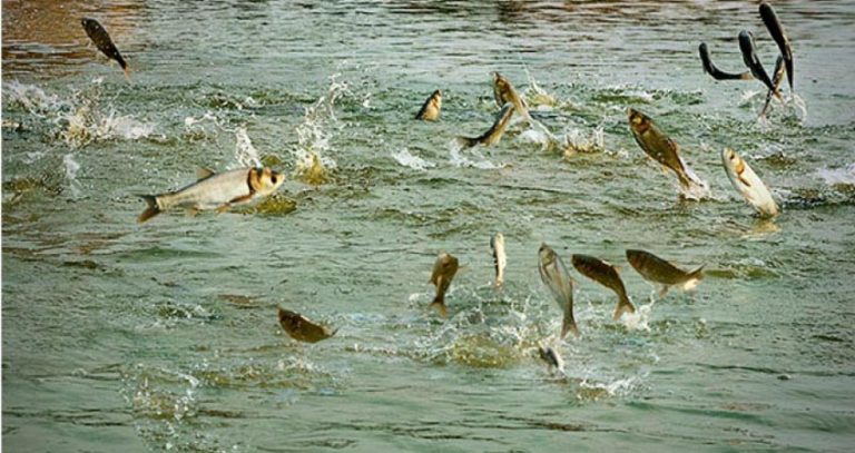 आकर्षक गन्तव्य बन्दै मत्स्य विकास केन्द्र | SouryaOnline