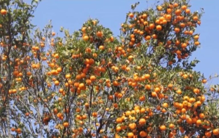 सुन्तला चिस्यान केन्द्र निर्माण | SouryaOnline