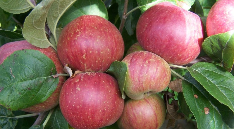 स्याउले मूल्य नपाउँदा कृषक मर्कामा | SouryaOnline