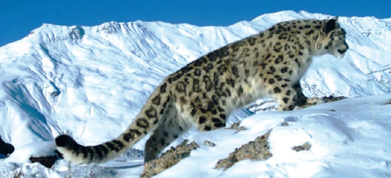 भारत र चीनसम्म पुग्छन् हिउँ चितुवा | SouryaOnline