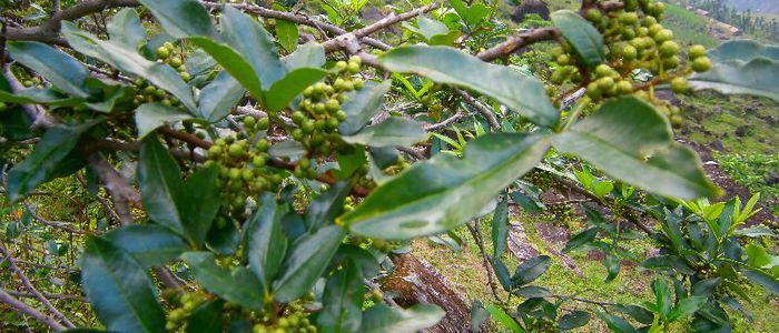 असिनाले टिमुर सखाप ! | SouryaOnline