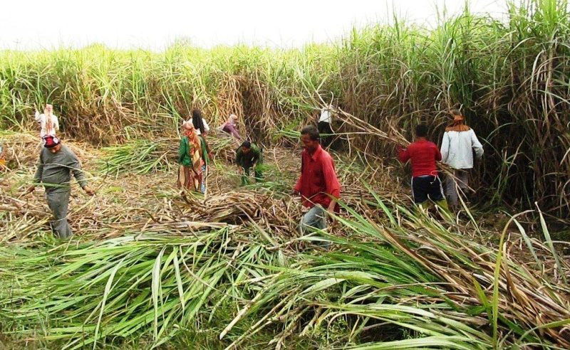 नवलपरासीमा उखु किसानद्वारा आन्दोलनको घोषणा | SouryaOnline