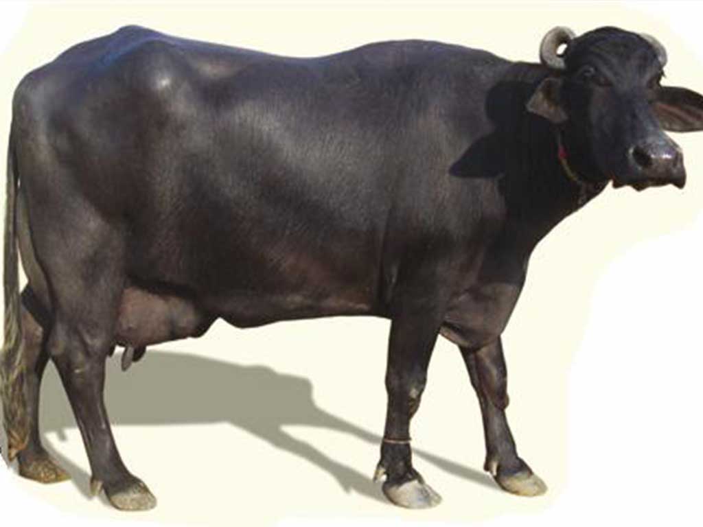 भैँसीपालन व्यवसायमा युवाको आकर्षण | SouryaOnline