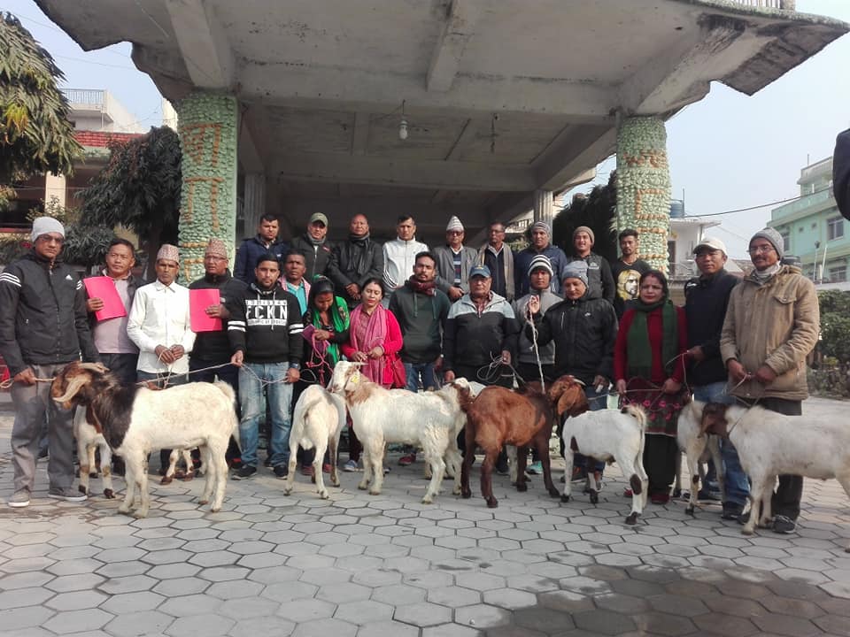 इटहरीमा उन्नत जातका वोयर बोका वितरण | SouryaOnline