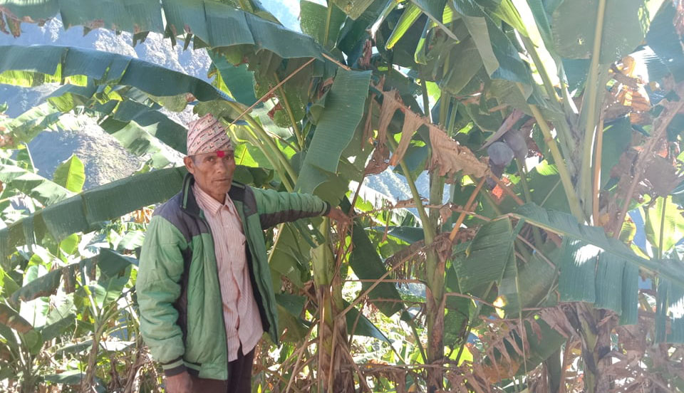 तीन महिनाको दुई लाख आम्दानी | SouryaOnline