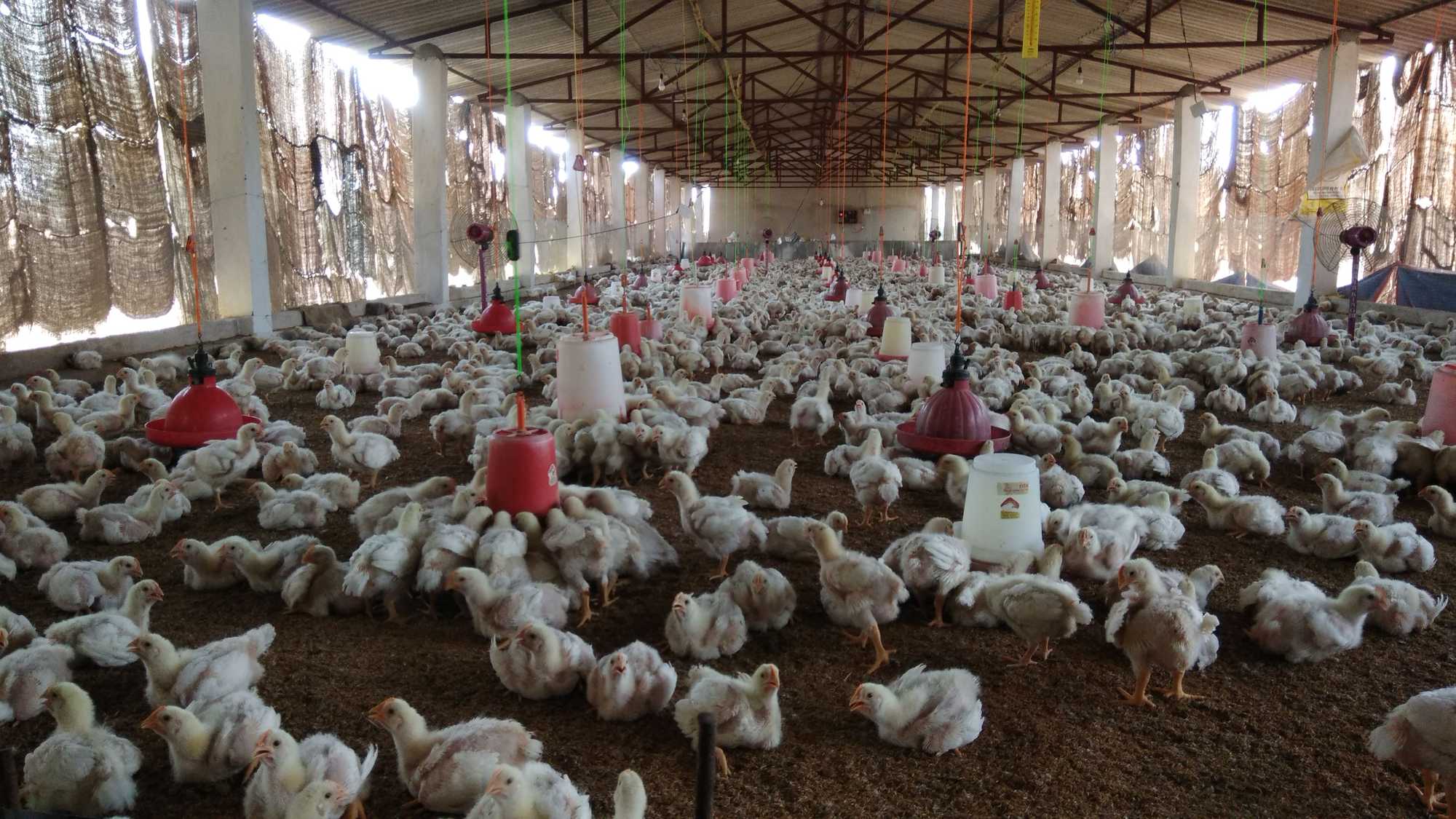 विचौलियाको मारमा कुखुरापालक किसान | SouryaOnline