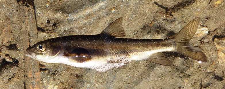 परीक्षणका लागि राराका माछा काठमाडौंमा | SouryaOnline