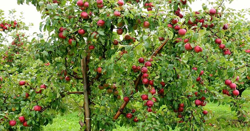 पीडित स्याउ किसानले पाए क्षतिपूर्ति | SouryaOnline