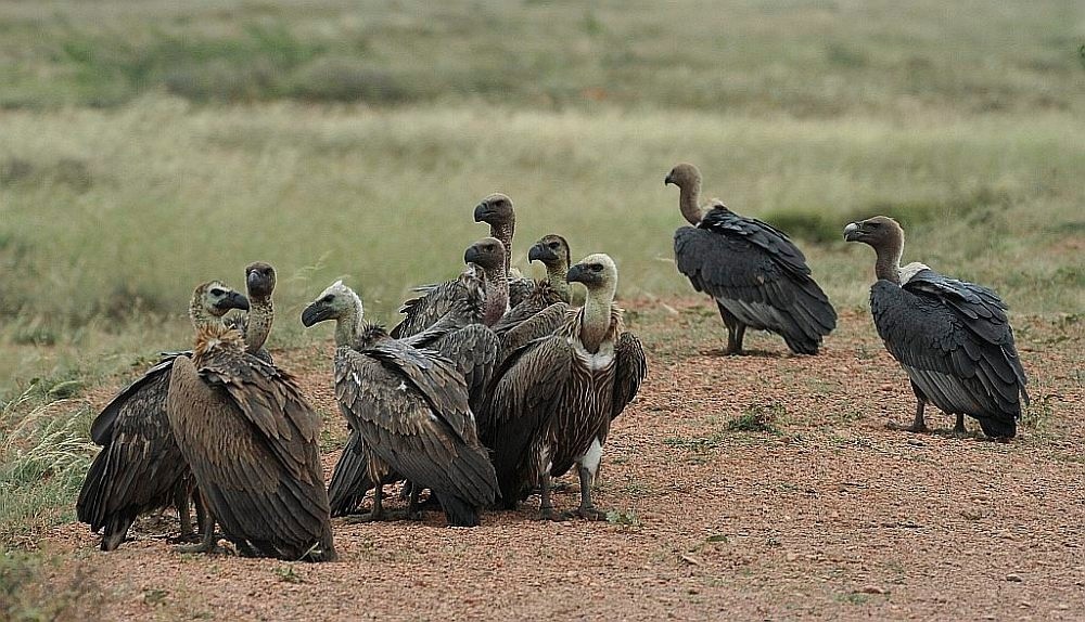 दैलेखमा गिद्धको संख्या बढ्दै | SouryaOnline