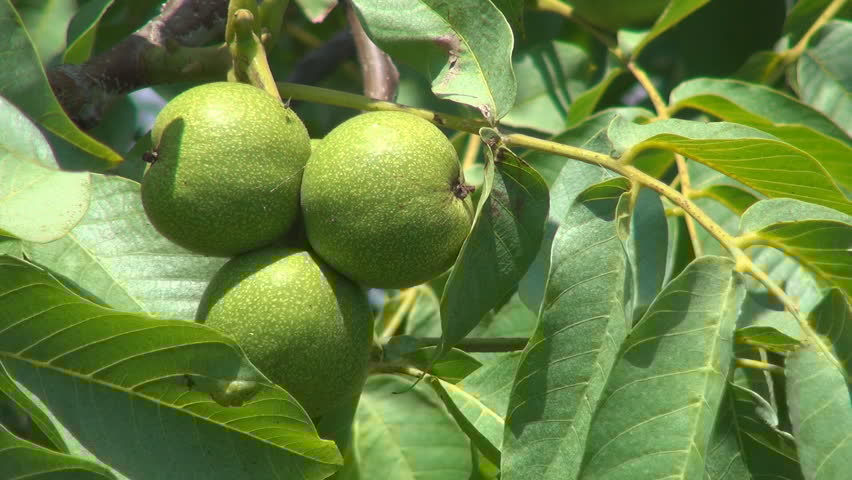 बाँझो जग्गामा ओखर खेती | SouryaOnline