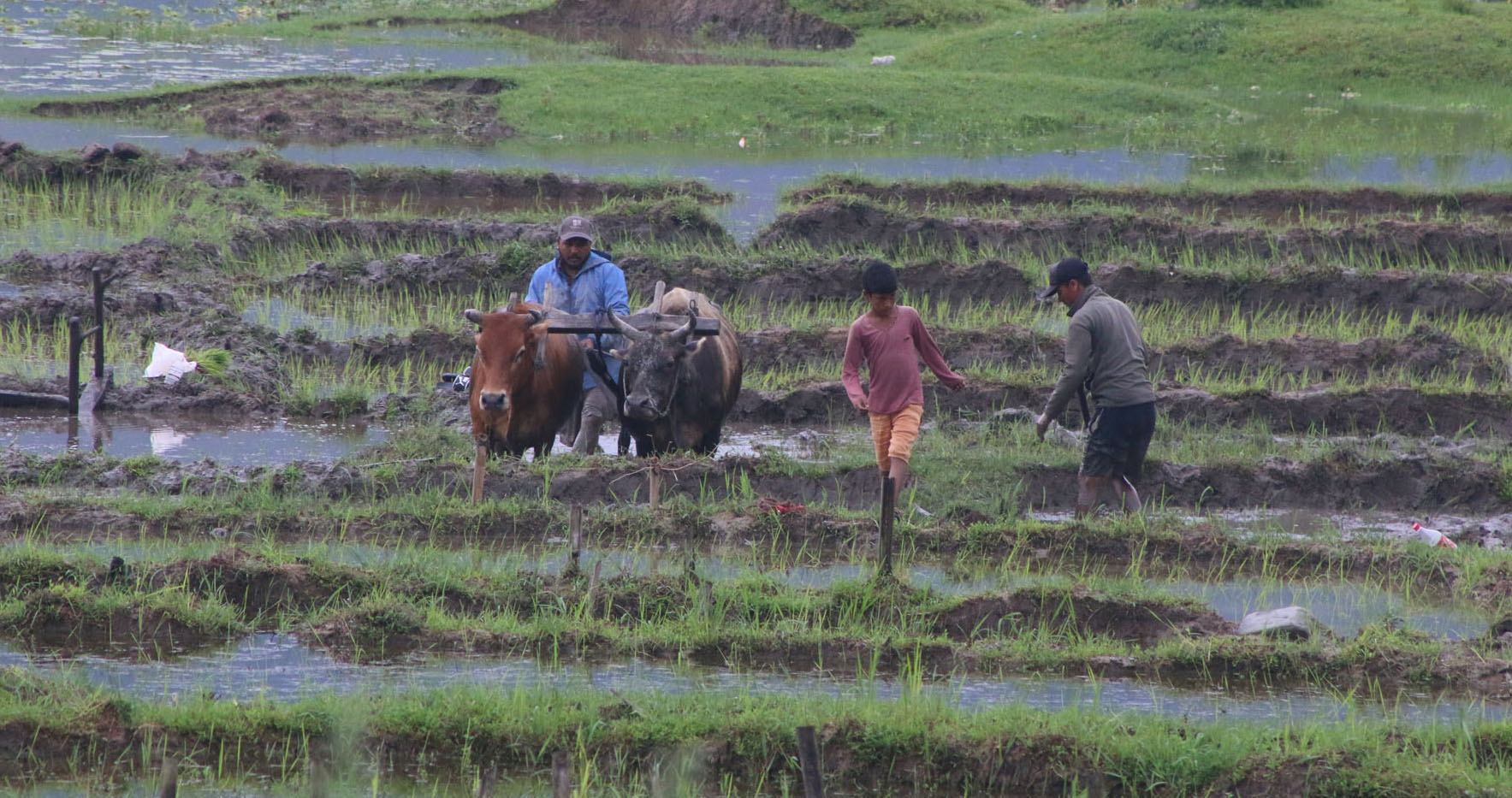 धान रोपाइँको चटारोमा किसान | SouryaOnline