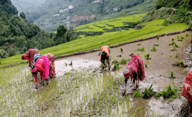 किसान सक्रियः मल अभाव | SouryaOnline