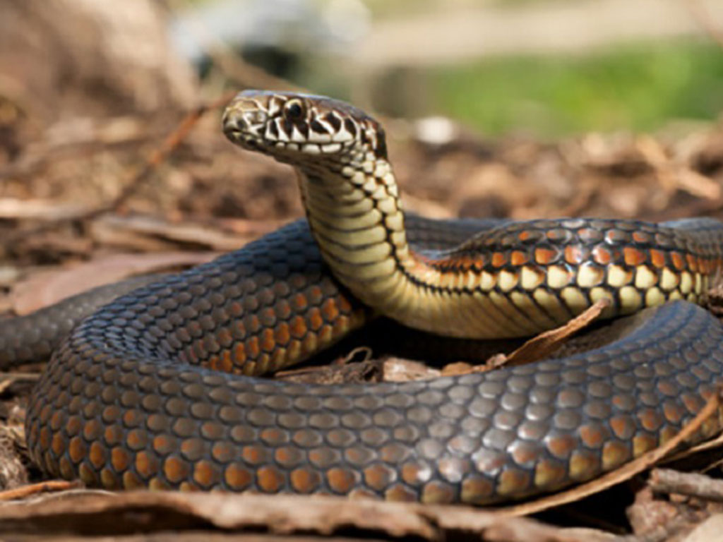 सर्पको टोकाइबाट एकको मृत्यु, एक घाइते | SouryaOnline