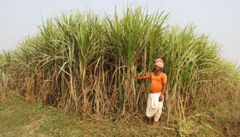 उन्नत उखुखेतीबारे किसानलाई जानकारी | SouryaOnline