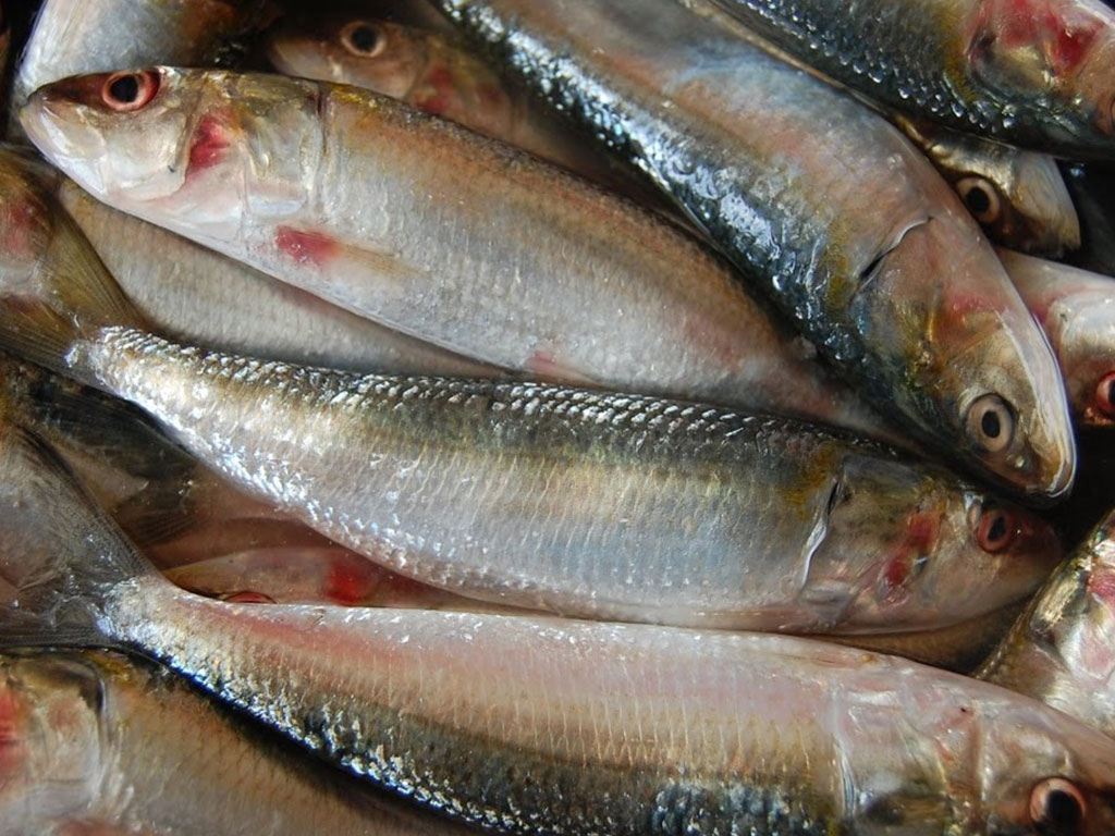 नारायणीमा अवैध माछा मार्ने २४ जना पक्राउ | SouryaOnline