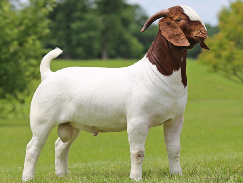 आम्दानीको स्रोत बन्दै बोयर बोका र बाख्रा | SouryaOnline