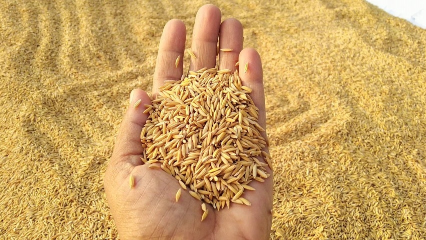 धानको बीउ उत्पादनमा कृषि ज्ञान केन्द्र | SouryaOnline