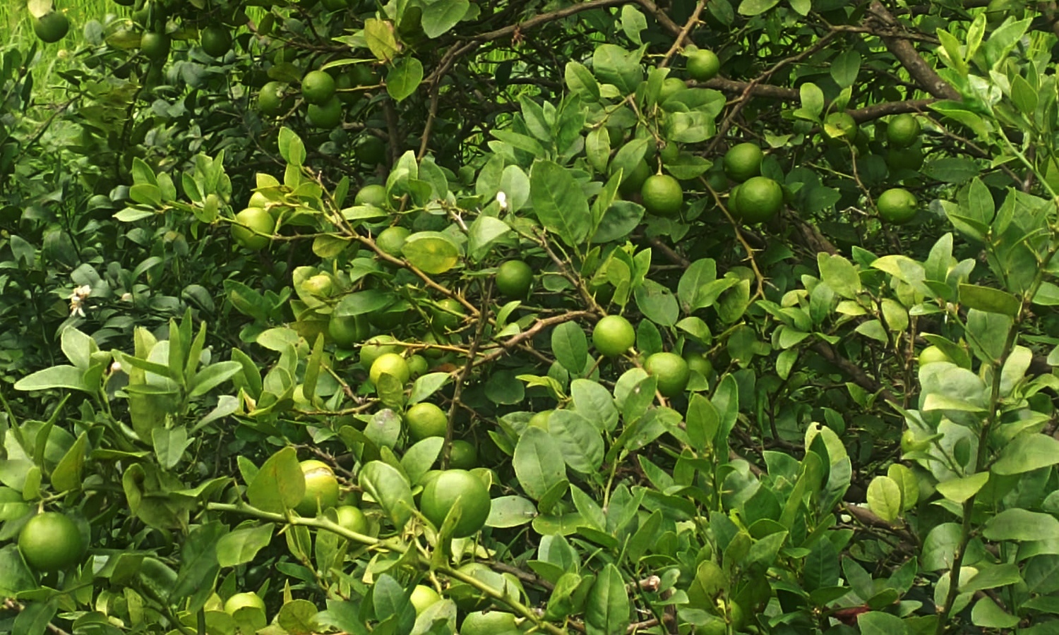 कागती खेतीमा भविष्य खोज्दै युवा | SouryaOnline